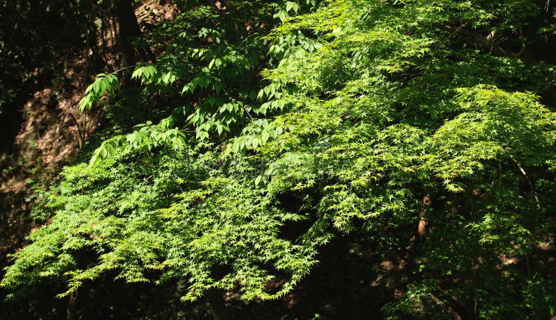 Green Color of Maple Tree Under Sunlight Stock Photo - Image of plants ...