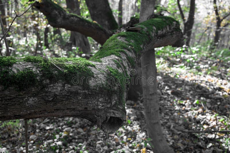 Green Color Moss on Tree Trunk Stock Image - Image of color, tree ...