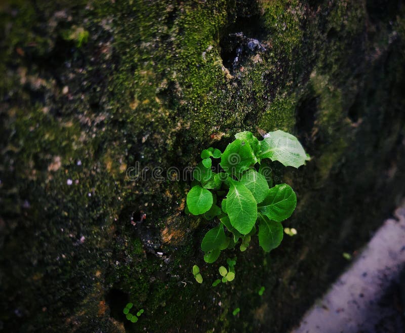 The Green Color that is Pleasing To the Eye on the Leaves Stock Image ...