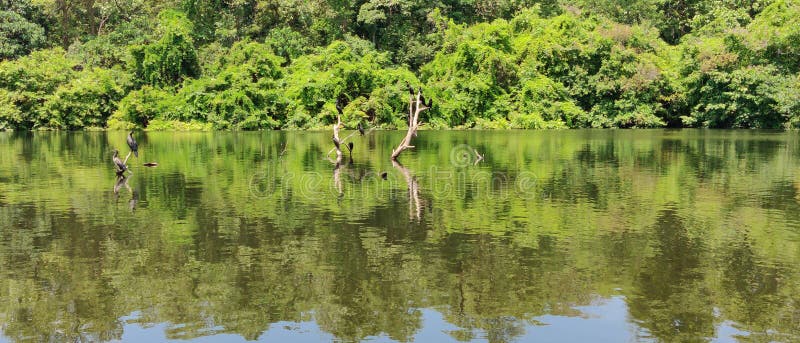 Green color river stock image. Image of pond, nature - 220461397