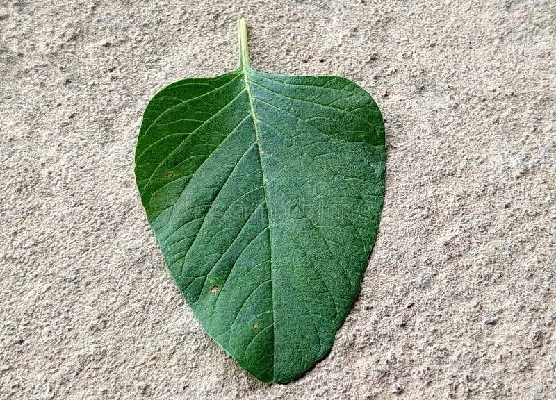 A GREEN COLOR SPINACH LEAVE Stock Photo - Image of collection, beauty ...