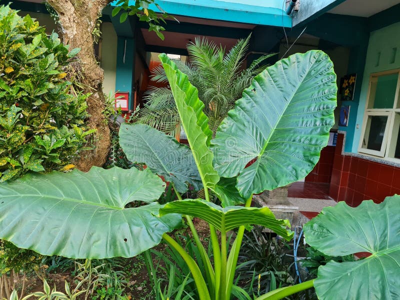 Green Color Taro Leaves in the Garden Stock Photo - Image of backyard ...