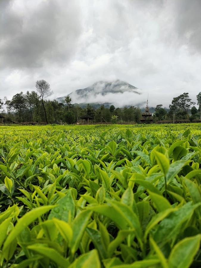 The Green Color of the Tea Leaves Makes a Mountain Boast Stock Photo ...
