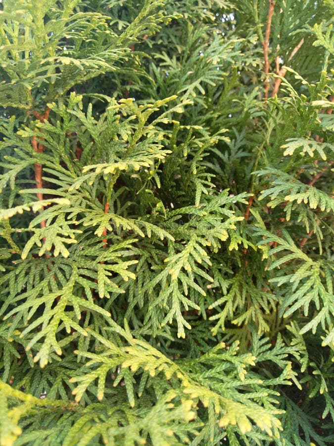 Green color tree cool stock photo. Image of beautiful - 114906712