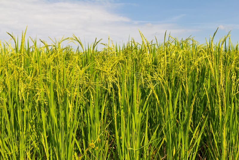 Green Color with Yellow Rice Stock Image - Image of foliage, asia: 31956333