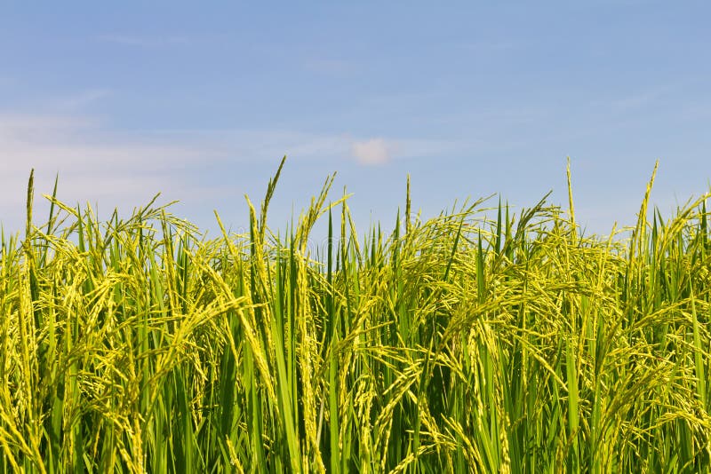Green Color with Yellow Rice Stock Image - Image of fresh, foliage ...