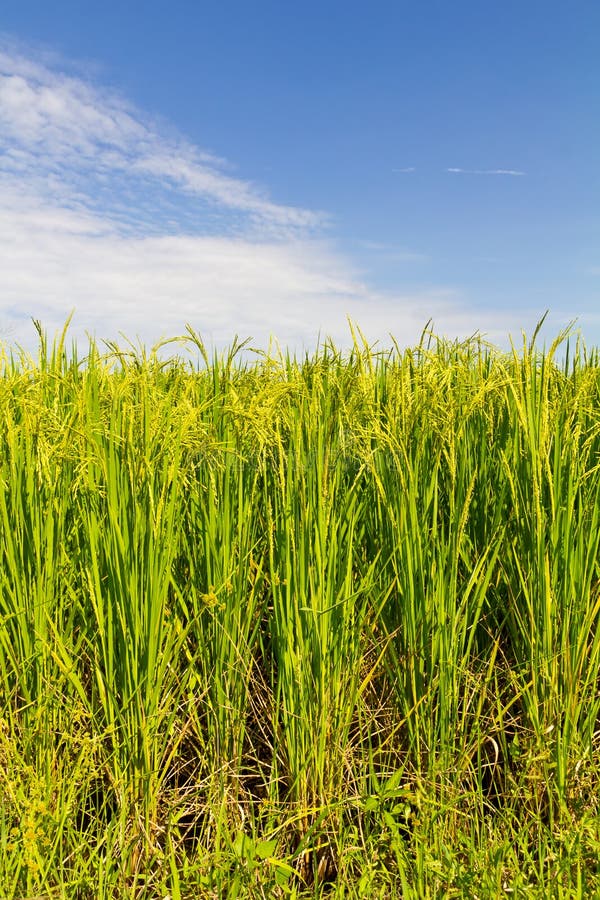 Green Color with Yellow Rice Stock Photo - Image of foliage, meadow ...
