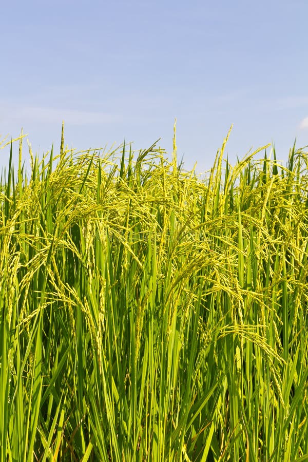 Green Color with Yellow Rice Stock Photo - Image of grow, asia: 31956684