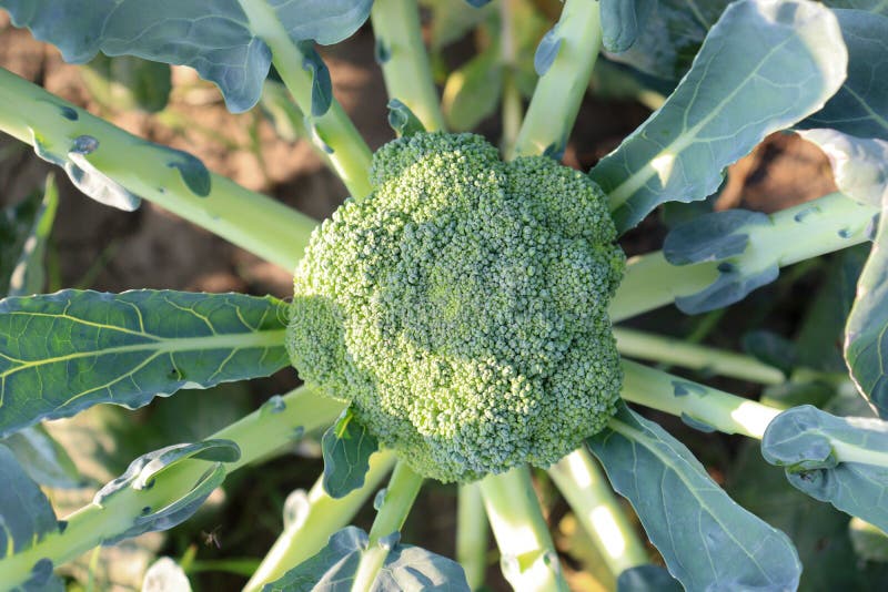 Green Colored Broccoli on Tree in Farm Stock Image - Image of healthful ...