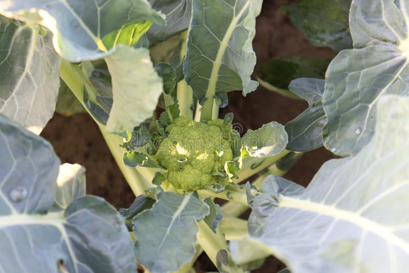 Green Colored Broccoli on Tree in Farm Stock Image - Image of broccoli ...