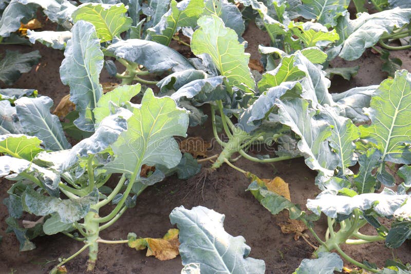 Green Colored Broccoli on Tree in Farm Stock Photo - Image of chopped ...