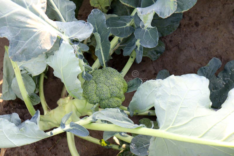 Green Colored Broccoli on Tree in Farm Stock Photo - Image of cookery ...