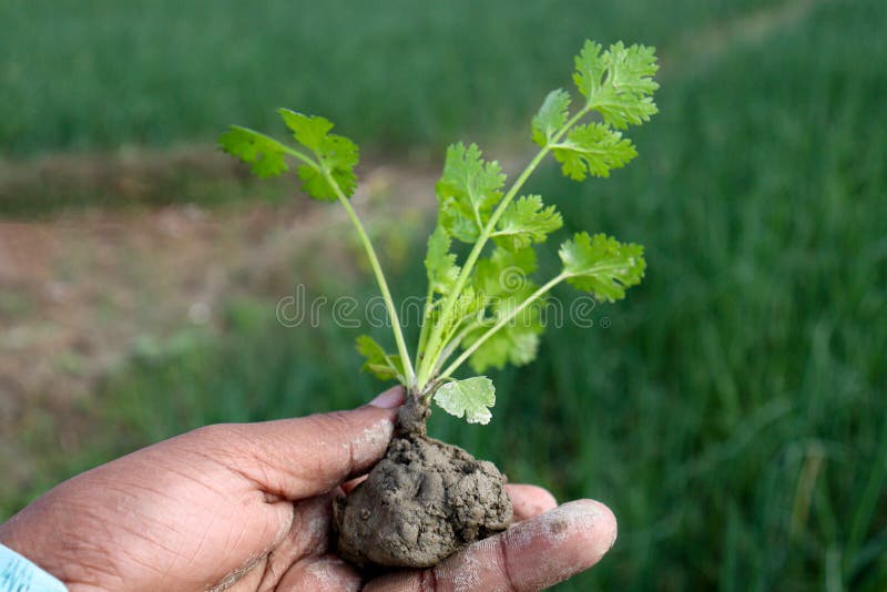Green Colored Coriander Tree on Hand Stock Image - Image of grassland ...