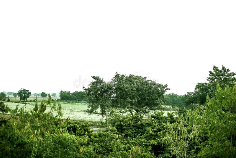 Green Colored Ever Green Solitary Tree Isolated on White. Stock Photo ...