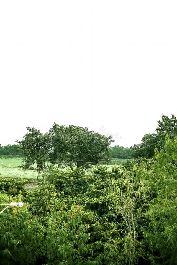 Green Colored Ever Green Solitary Tree Isolated on White. Stock Photo ...