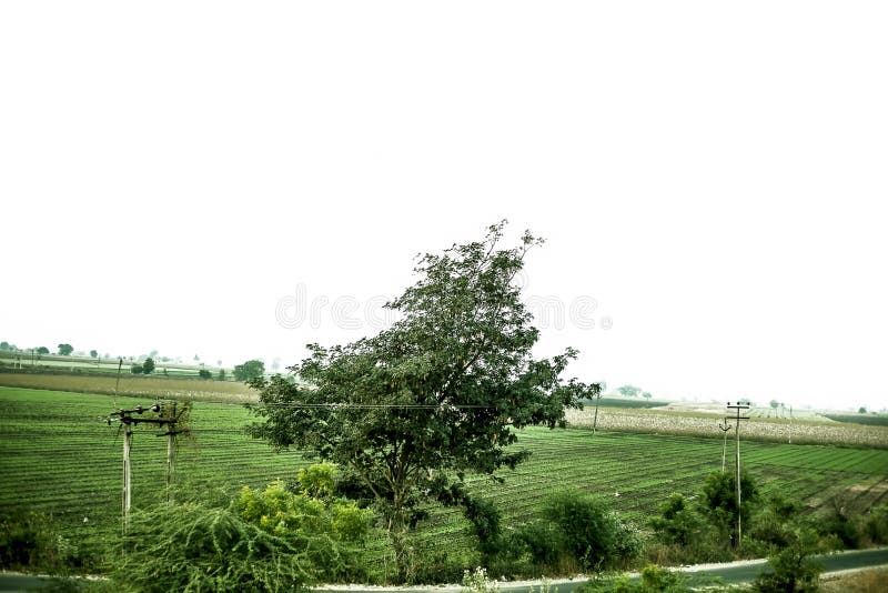 Green Colored Ever Green Solitary Tree Isolated on White. Stock Photo ...