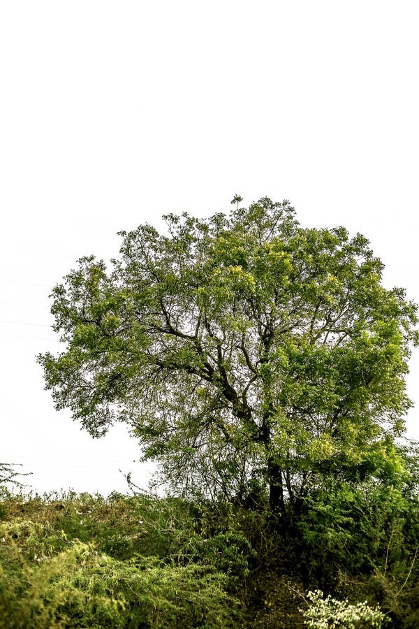 Green Colored Ever Green Solitary Tree Isolated on White. Stock Image ...