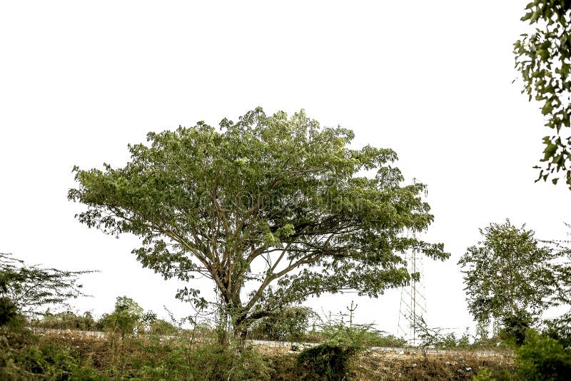 Green Colored Ever Green Solitary Tree Isolated on White. Stock Image ...