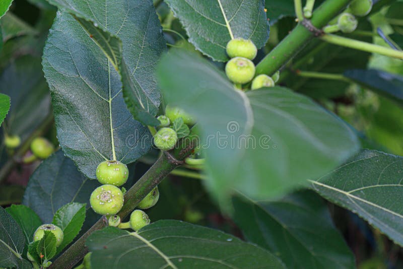 486 Fruit Firm Tree Stock Photos - Free & Royalty-Free Stock Photos ...