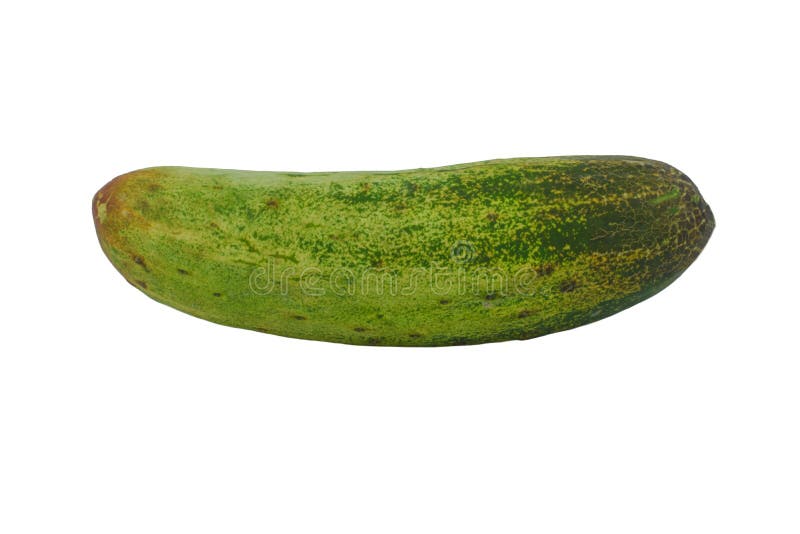 A Green Colored Fresh Medium Size Cucumber Isolated in a White ...