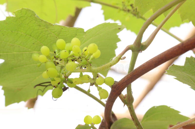 Green Colored Grape on Tree in Farm Stock Photo - Image of grow ...