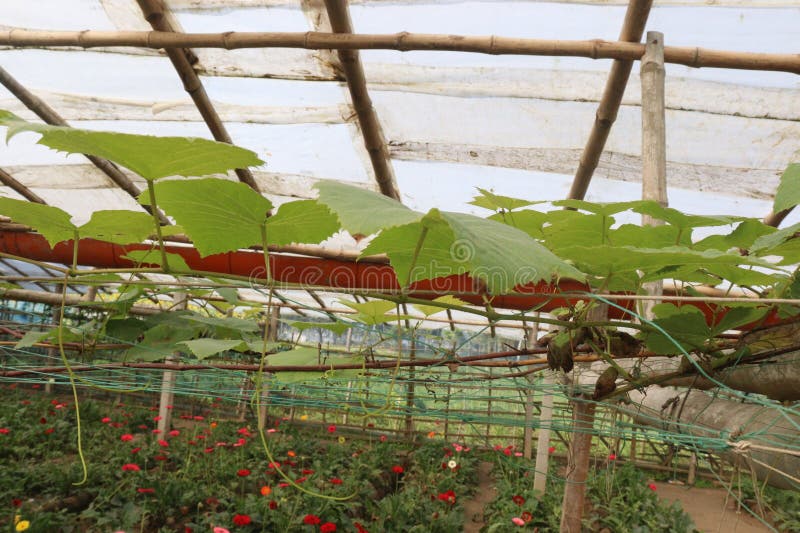 Green Colored Grape on Tree in Farm Stock Photo - Image of grow, grape ...
