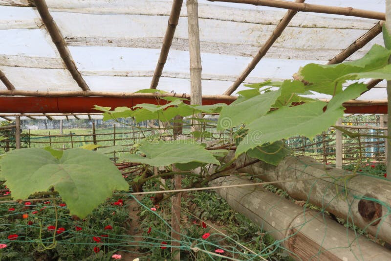Green Colored Grape on Tree in Farm Stock Image - Image of lifestyle ...
