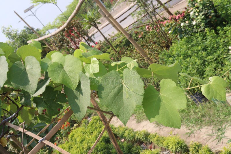 Green Colored Grape Tree in Farm Stock Photo - Image of banana, life ...