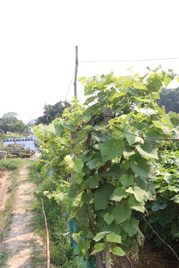 Green Colored Grape Tree in Farm Stock Photo - Image of grape ...