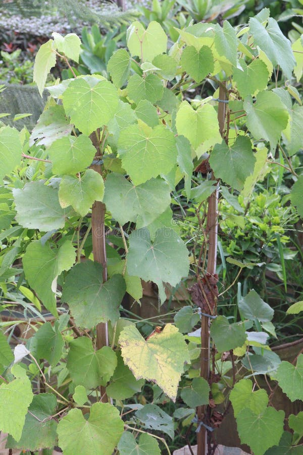 Green Colored Grape Tree in Farm Stock Image - Image of food, ornate ...
