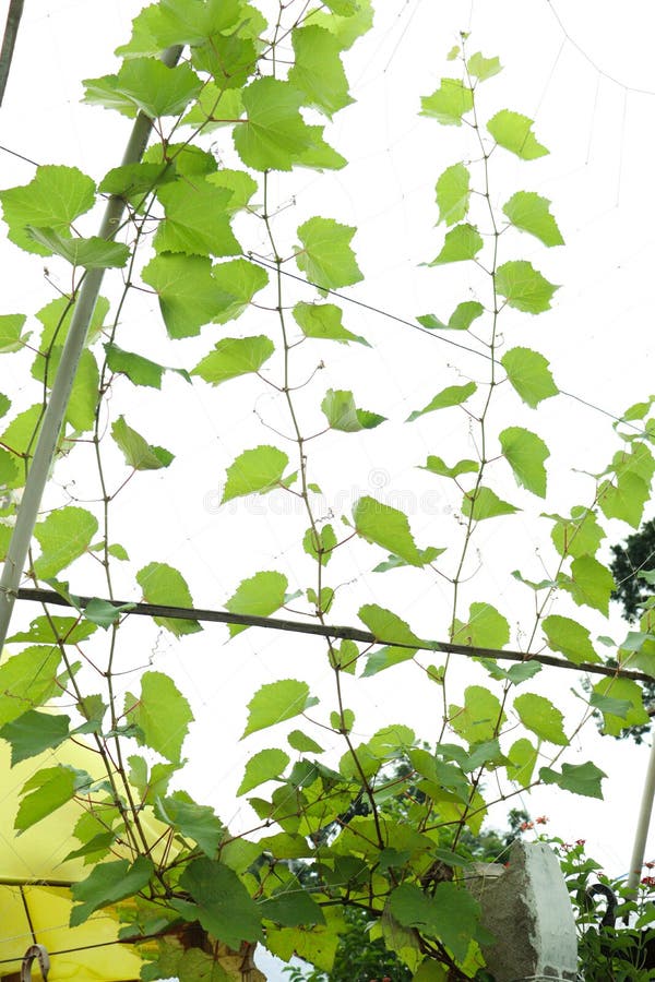 Green Colored Grape Tree Stock on Farm Stock Photo - Image of scene ...