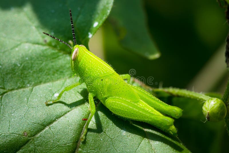 Green colored grasshopper stock photo. Image of grass - 99364998