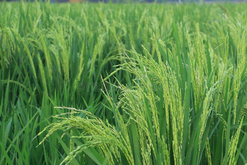 Paddy plant stock photo. Image of paddy, plant, little - 111237750