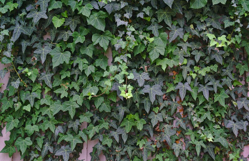 Green Colored Ivy Plant on Wall Stock Photo - Image of color, leaf ...