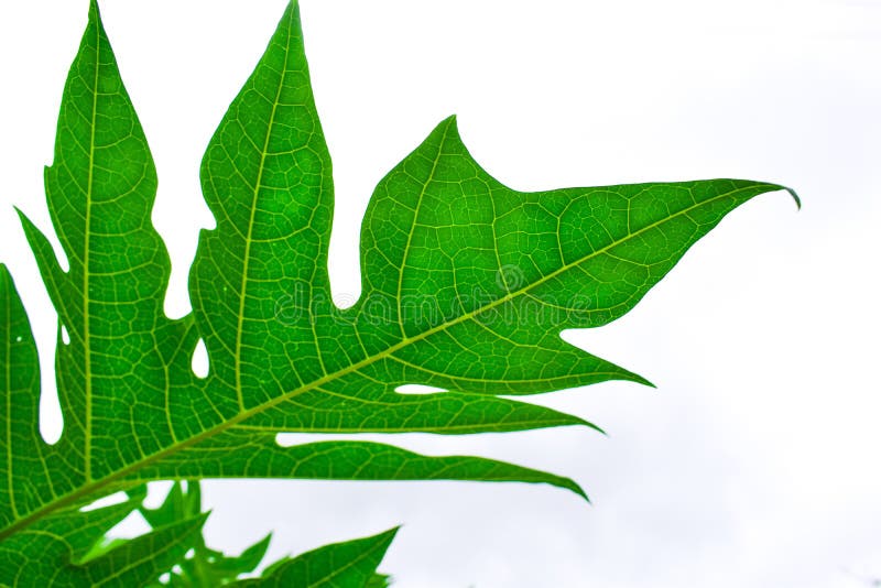 Green Colored Leaf with White Background.it Has Perfect Details of the ...