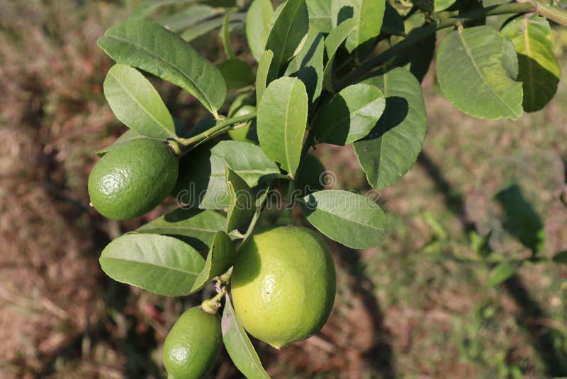 Green Colored Lemon Farm on Field Stock Photo - Image of beauty, tree ...