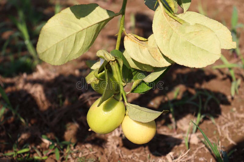 Green Colored Lemon Farm on Field Stock Photo - Image of plant, full ...