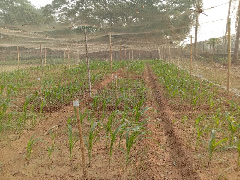 Maize on Tree in Farm for Harvest Stock Photo - Image of gastronomy ...