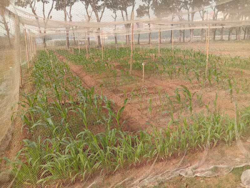 Maize on Tree in Farm for Harvest Stock Image - Image of wooden ...