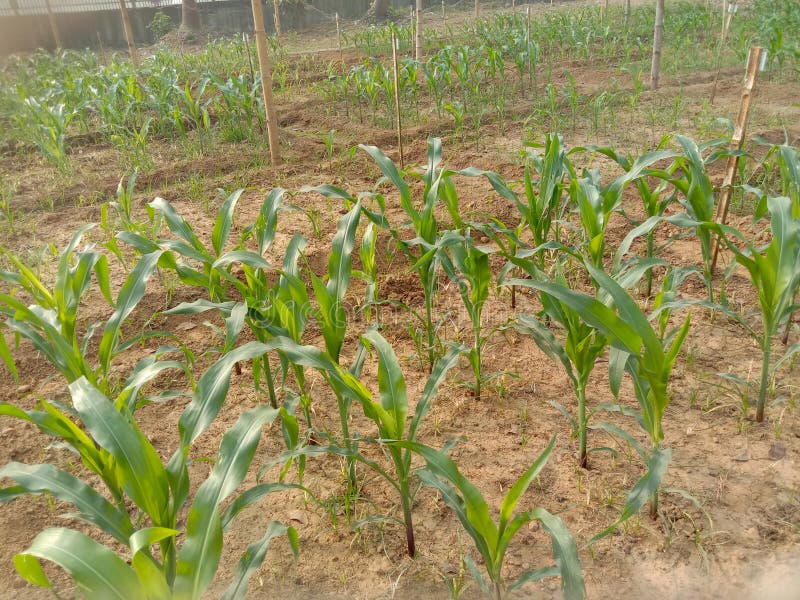 Maize Tree on Farm for Harvest Stock Image - Image of maize, gardening ...