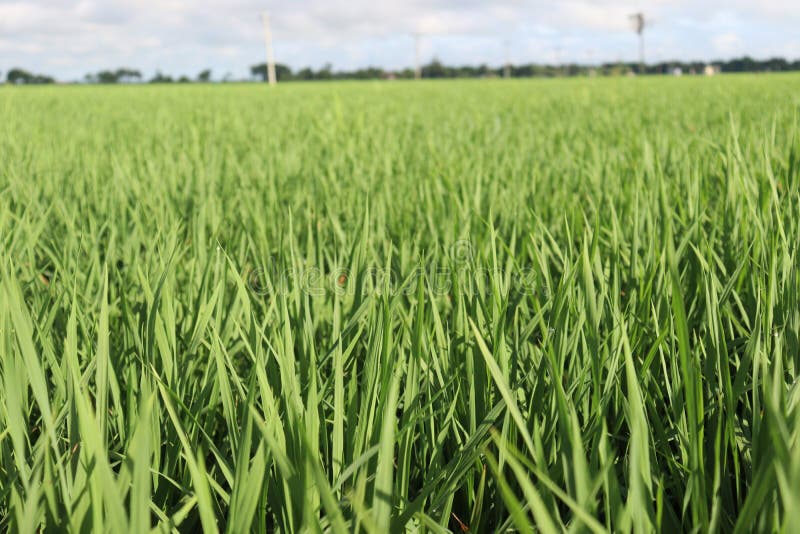 Green Colored Paddy Farm on Field Stock Photo - Image of meadow, straw ...