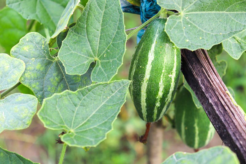 Pointed Gourd on Tree in Farm Stock Photo - Image of gourd, nourishment ...