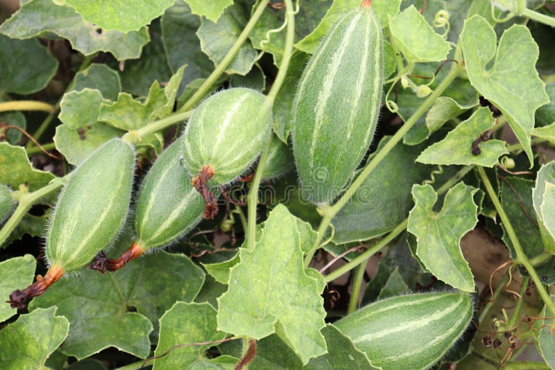 Pointed Gourd on Tree in Farm Stock Photo - Image of flower, crop ...