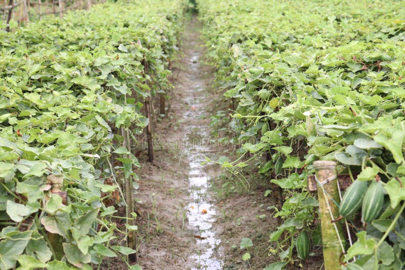 Pointed Gourd on Tree in Farm Stock Photo - Image of nourishment, gourd ...