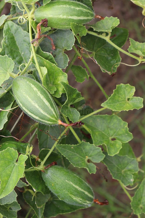 Pointed Gourd on Tree in Farm Stock Image - Image of natural, white ...