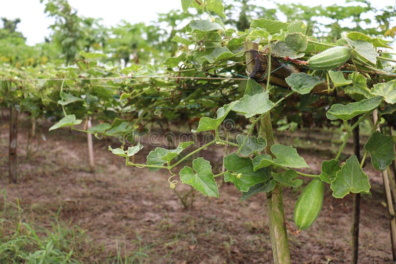 Pointed Gourd on Tree in Farm Stock Image - Image of garden, gourd ...
