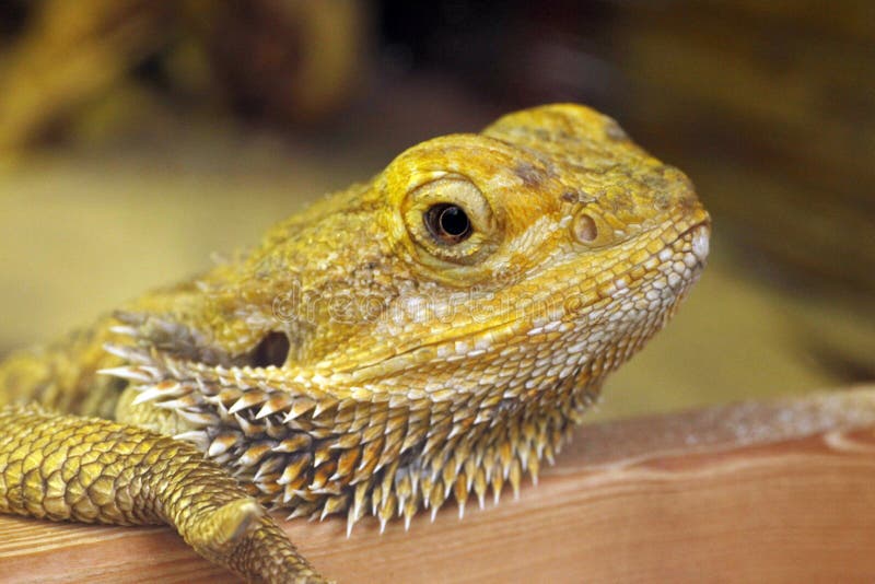 Green Colored Skin Lizard Reptile Close Up 2 Stock Image - Image of ...