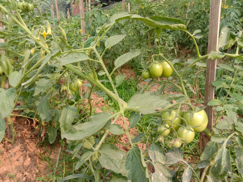 Tomato Tree Plantation for Experiment Stock Photo - Image of ...