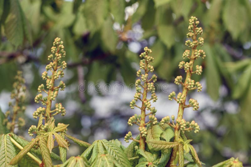 .Green Colored Tree Branch with Small Buds Stock Photo - Image of plant ...