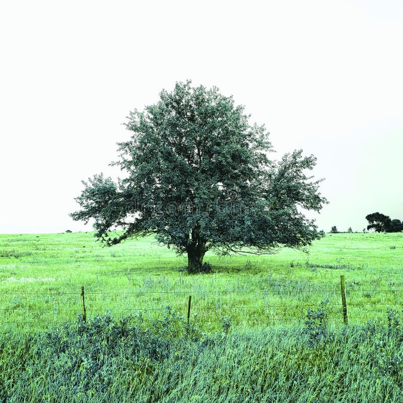 Green Colored Tree Standing in a Field with Green Grass Stock Photo ...